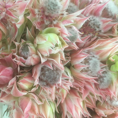 Southern Floral Company, Inc - Shop Stores - Flowers